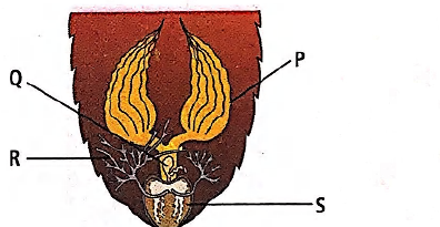 Refer to the given figure showing reproductive system of female ...