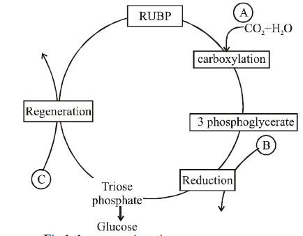 Find the correct option
