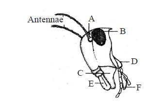 The figure given below shows the head region of cockroach. Identify A to F.
