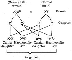 A haemophilic woman marries a normal man, then - Tardigrade