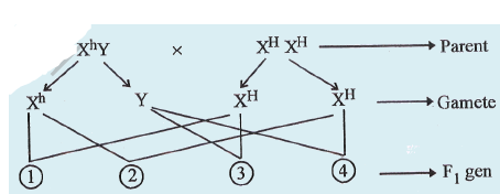 Select the correct sequence of the F1 generation.