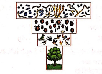 Which kind of pyramid is represented by the given figure?