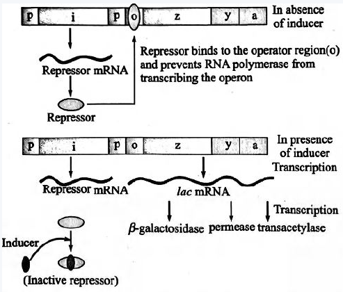 Recognise the figure and find out the correct matching.