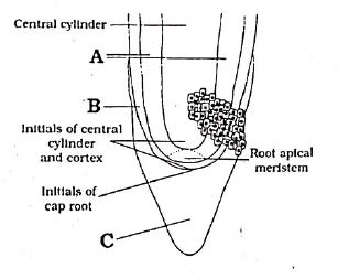 Refer to the accompanying figure and identify the structures indicated ...