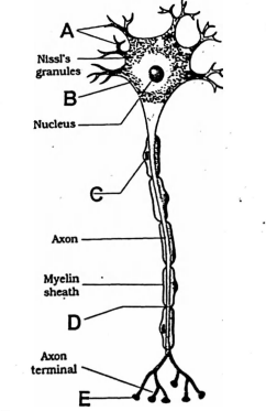 The accompanying diagram show the structure of neuron. Identify A to E.