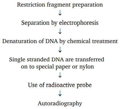 What is the first step in the Southern blot technique?