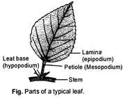 A typical foliage leaf comprises - Tardigrade