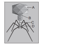 dentify the parts labelled as A, B, C and D A B C D 1 Head Neck Collar ...