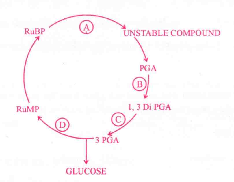 In a condensed schematic representation of Dark reaction of ...