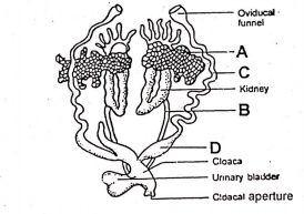 The above figure is related with female reproductive system of frog ...