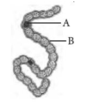 Identify the labelled part in the given figure and select the correct ...