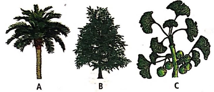 Identify the gymnosperms shown in figure and select the correct option ...