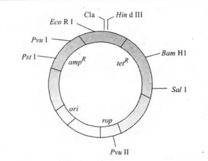 The given figure is the diagrammatic representation of the E. coli ...