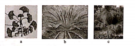 Recognise the figure and find out the correct matching:
