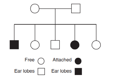 Given below is a pedigree chart of a family with five children. It ...