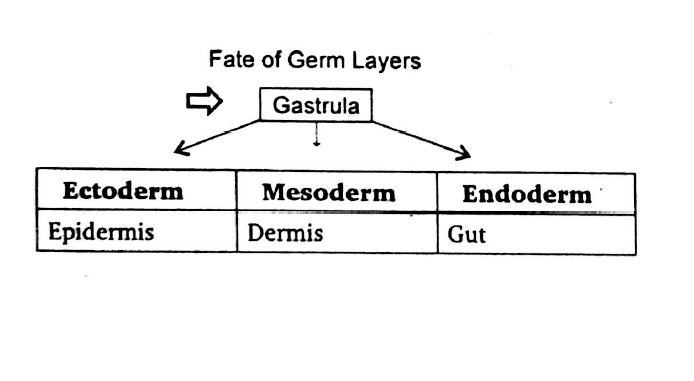 Which of the following is correct grouping? (1) Ectoderm-retina ...