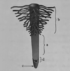 Recognise the different region in the root section. i. Root cap ii ...