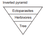 If producer is a large tree that supports a number of herbivorous ...