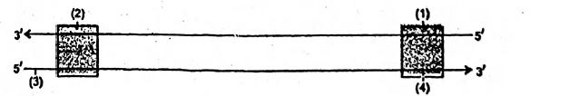 In the following diagram the two DNA strands represented are ready for ...