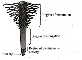 Recognise the different region in the root section. i. Root cap ii ...