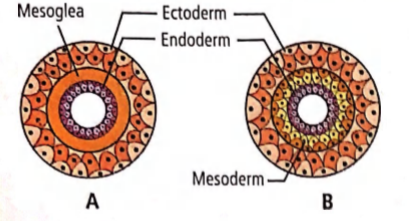 The animals possessing the following type of germ layers (A and B) are ...