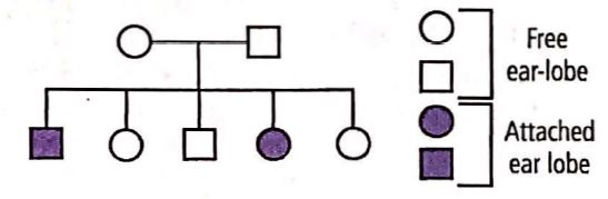 Given pedigree chart depicts the inheritance of attached ear lobes, an ...