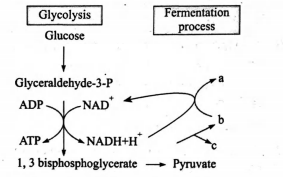 Recognise the figure and find out the correct labelling