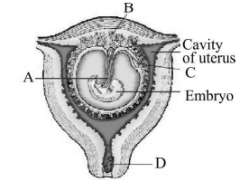 The given figure shows the human foetus within the uterus with few ...