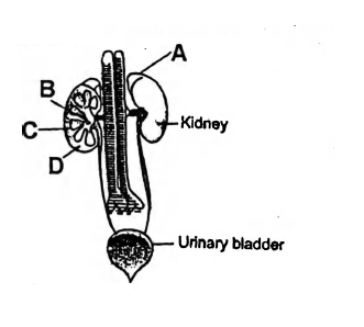 Figure shows human urinary system with structures labelled A to D. Select option which correctly ...