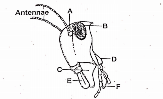 The following figure is related to head region of cockroach Identify A ...
