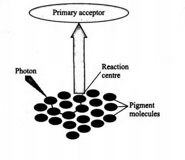 Recognise the figure and find out the correct matching.