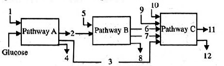 The three boxes in this diagram represent the three major biosynthetic ...