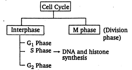 The replication of DNA is a pre- requisite for a eukaryotic cell to ...