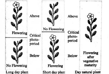 Recognise the figure and find out the correct labelling