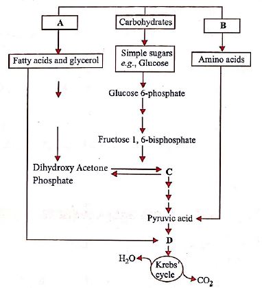 Refer to the given figure and select the correct option for A, B, C and ...