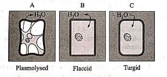 Recognise the figure and find out the correct matching