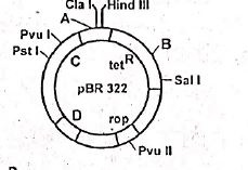 Identify A, B, C, D in the given diagram of E.Coli cloning vector ρ BR ...