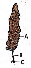 Refer to the given figure and select the correct option. A B C (a ...