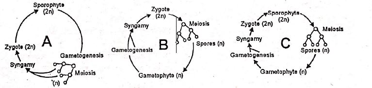 Which of the following correctly represents the type of life cycle ...