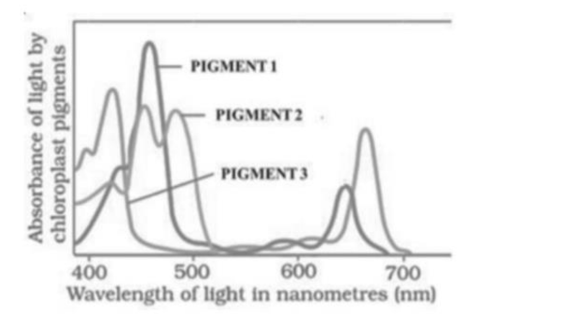Observe the graphs given below and choose the options correctly ...