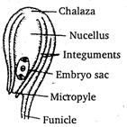 Ovule with fimiculus lying close to micropyle is known as: