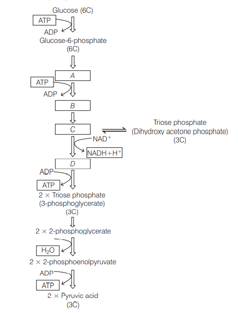 The flowchart given below shows the steps in glycolysis. Select the option that correctly fills ...