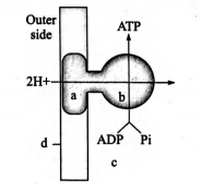 Recognise the figure and find out the correct matching