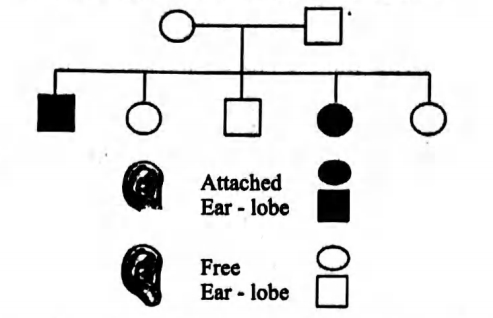 Given below is a pedigree chart of a family with five children. It ...