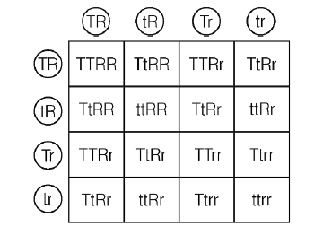 A plant heterozygous for height and flower colour (TtRr) are selfed and ...