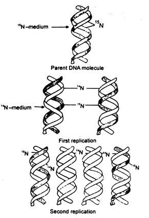The common method of DNA replication is : - Tardigrade
