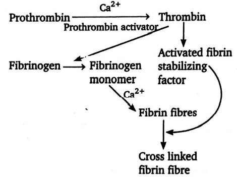 Protein C, which inactivates factor VIII and thereby partly inhibits ...