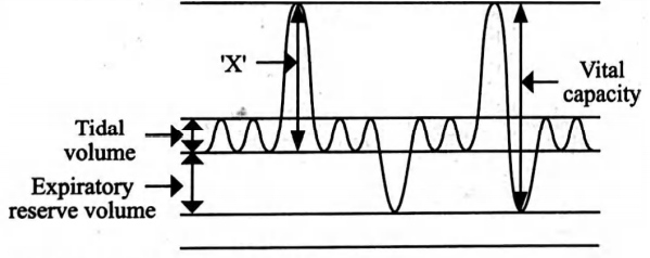 In the graphical representation of pulmonary volumes and capacities ...