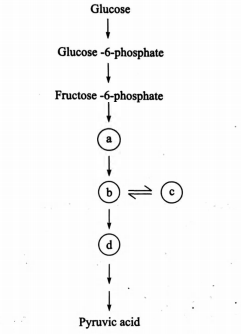 Recognise the figure and find out the correct matching