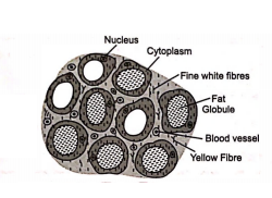 The blubber in whales is formed by which of the given tissues?